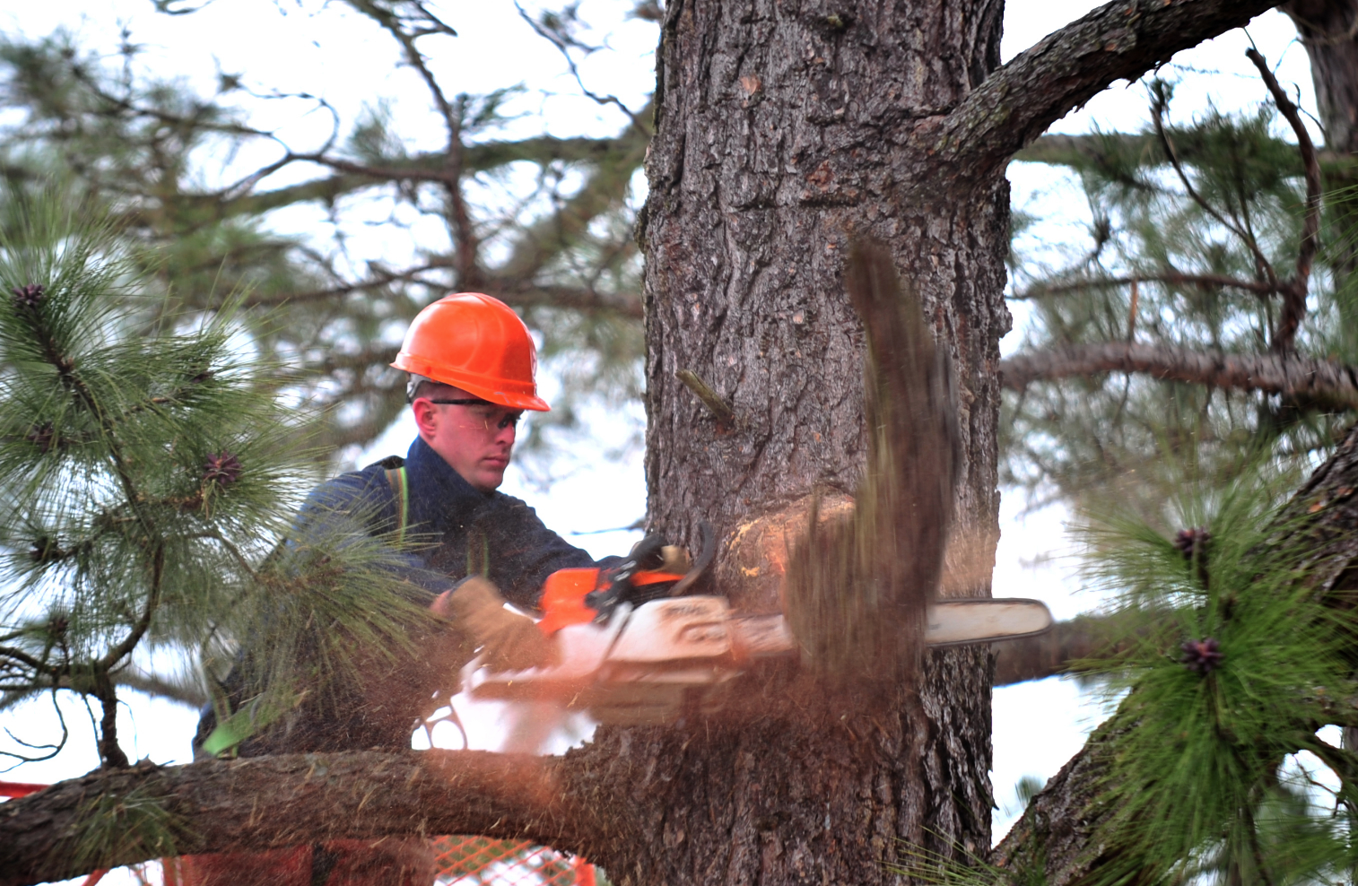 Top Challenges Faced by Tree Care Workers in 2023